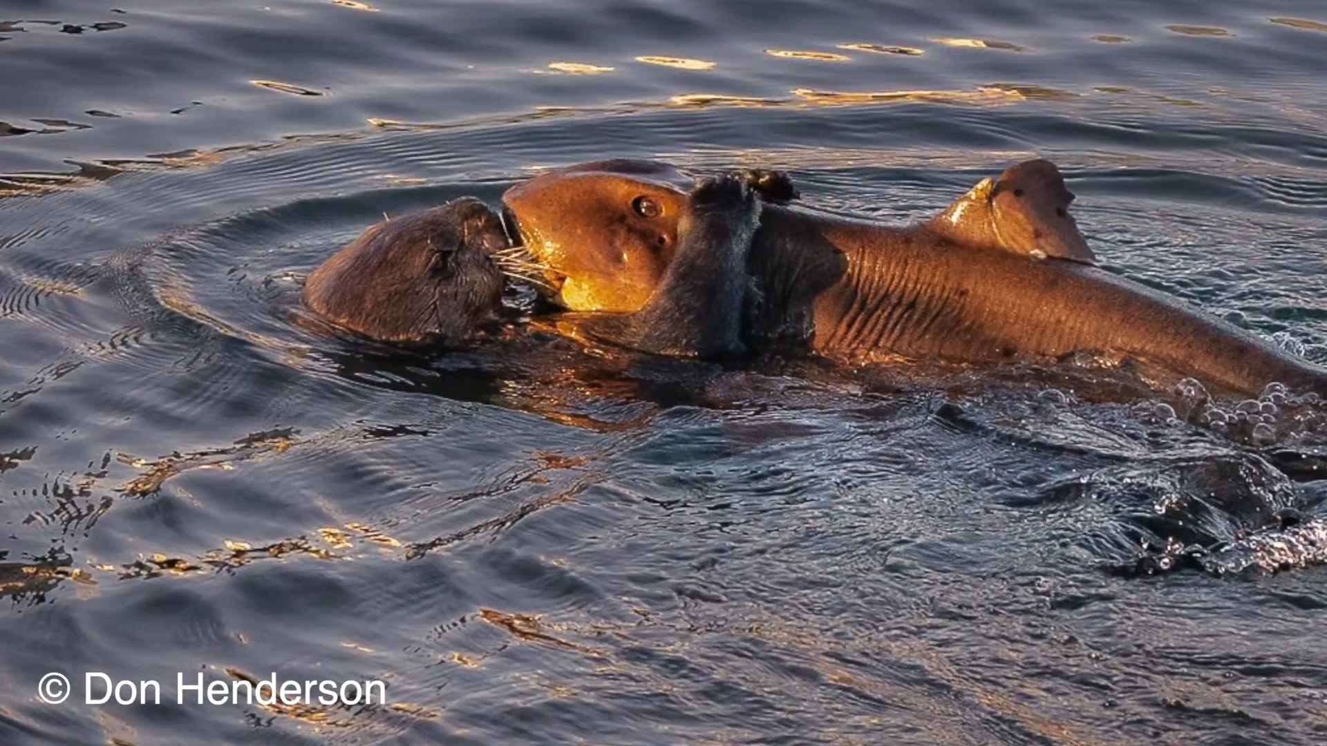 Sea otter vs horn shark, caught on camera
