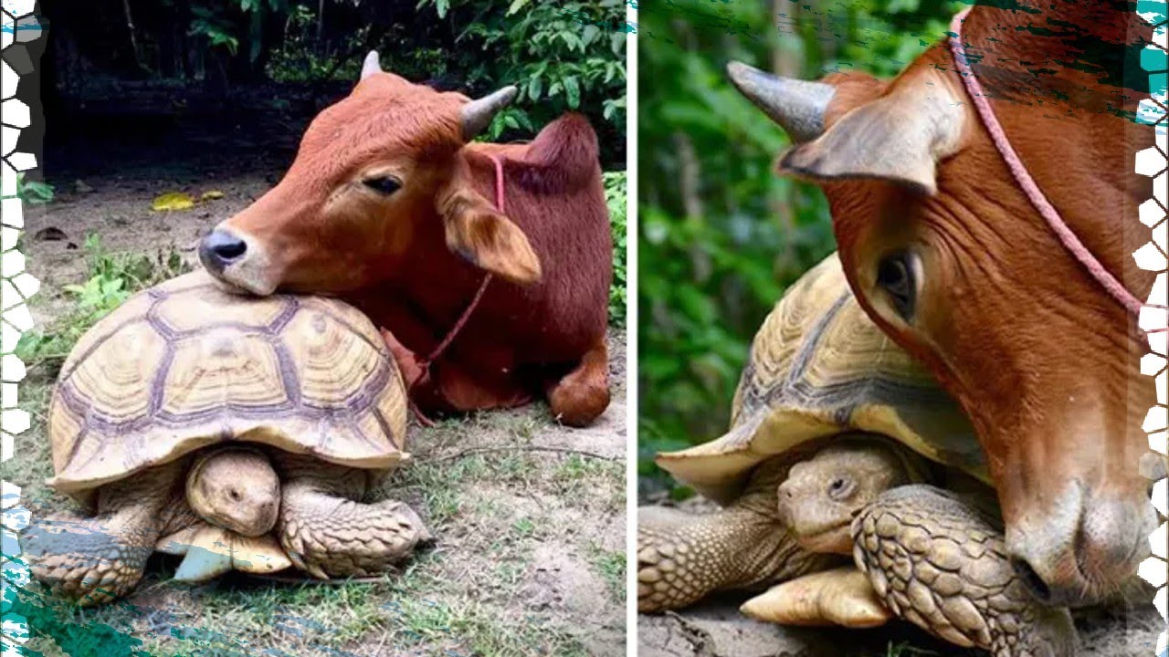 Disabled Cow and Giant Tortoise Form the Most Unlikely Friendship