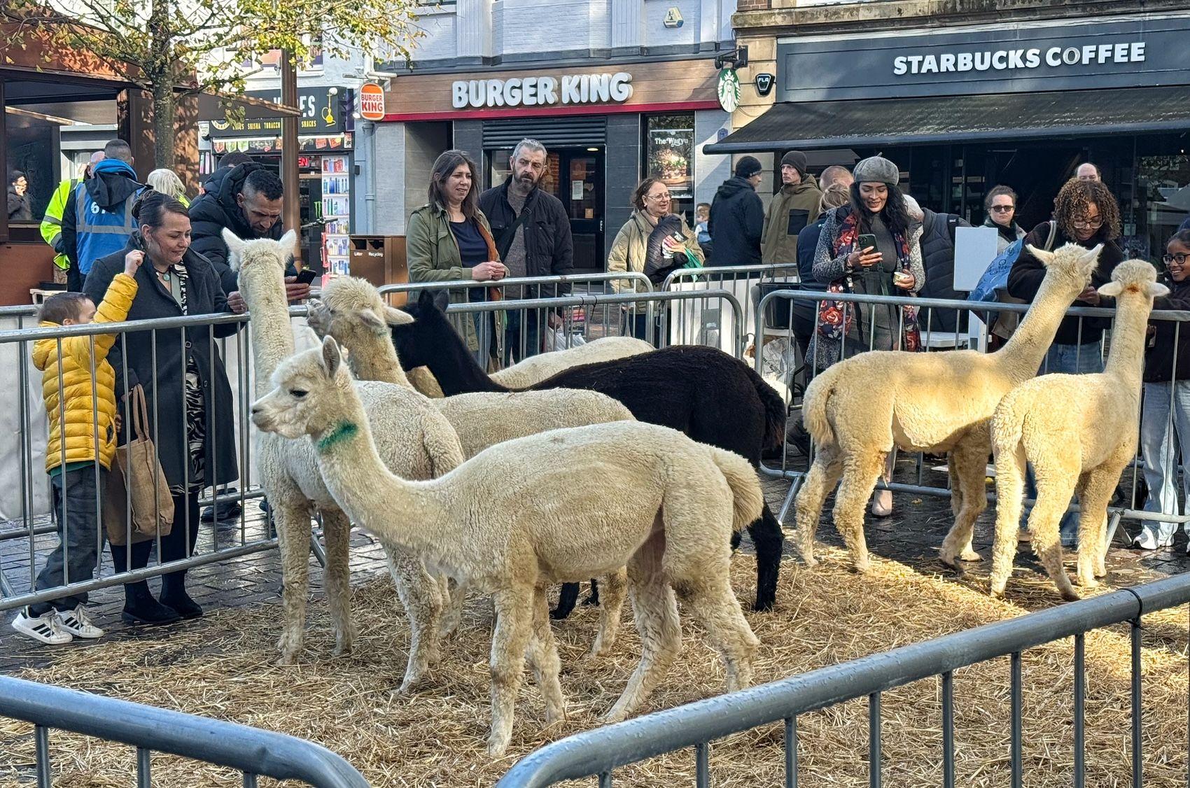 Column: ‘Tis the season to be… noisy!