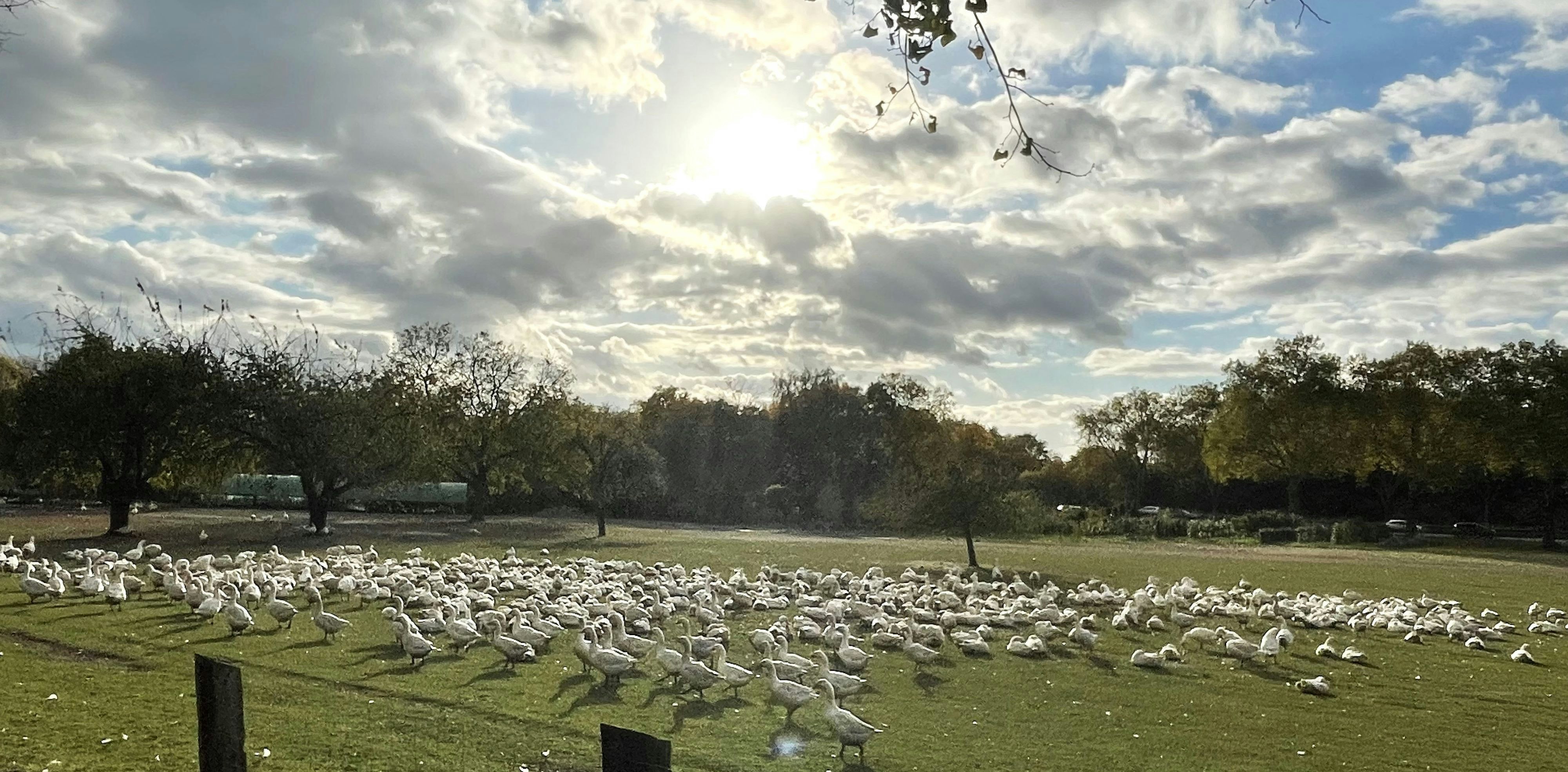 Risiko Vogelgrippe: Kölner Gänsebauer reagiert auf Warnungen