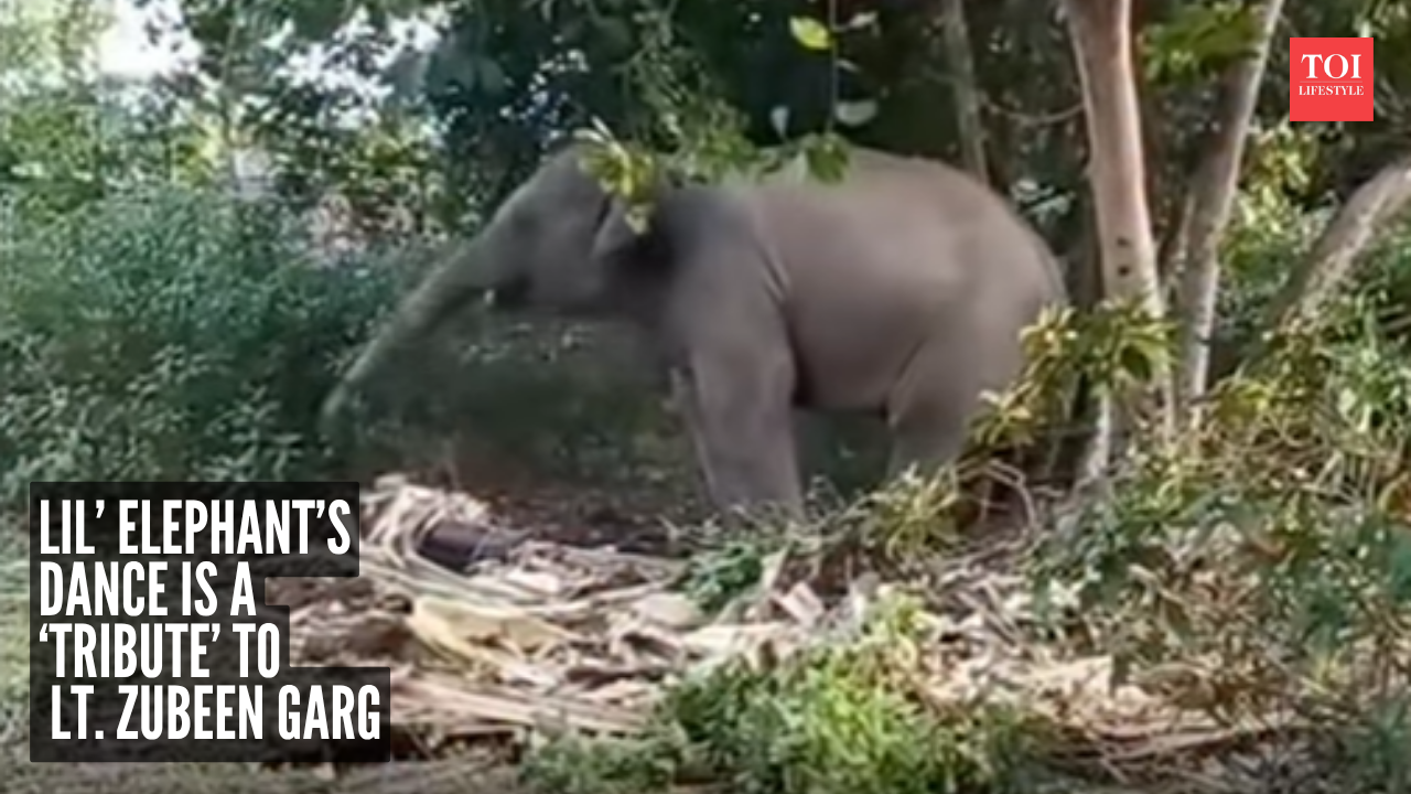 Adorable Baby elephant dances to Zubeen Garg’s song, social media calls ...