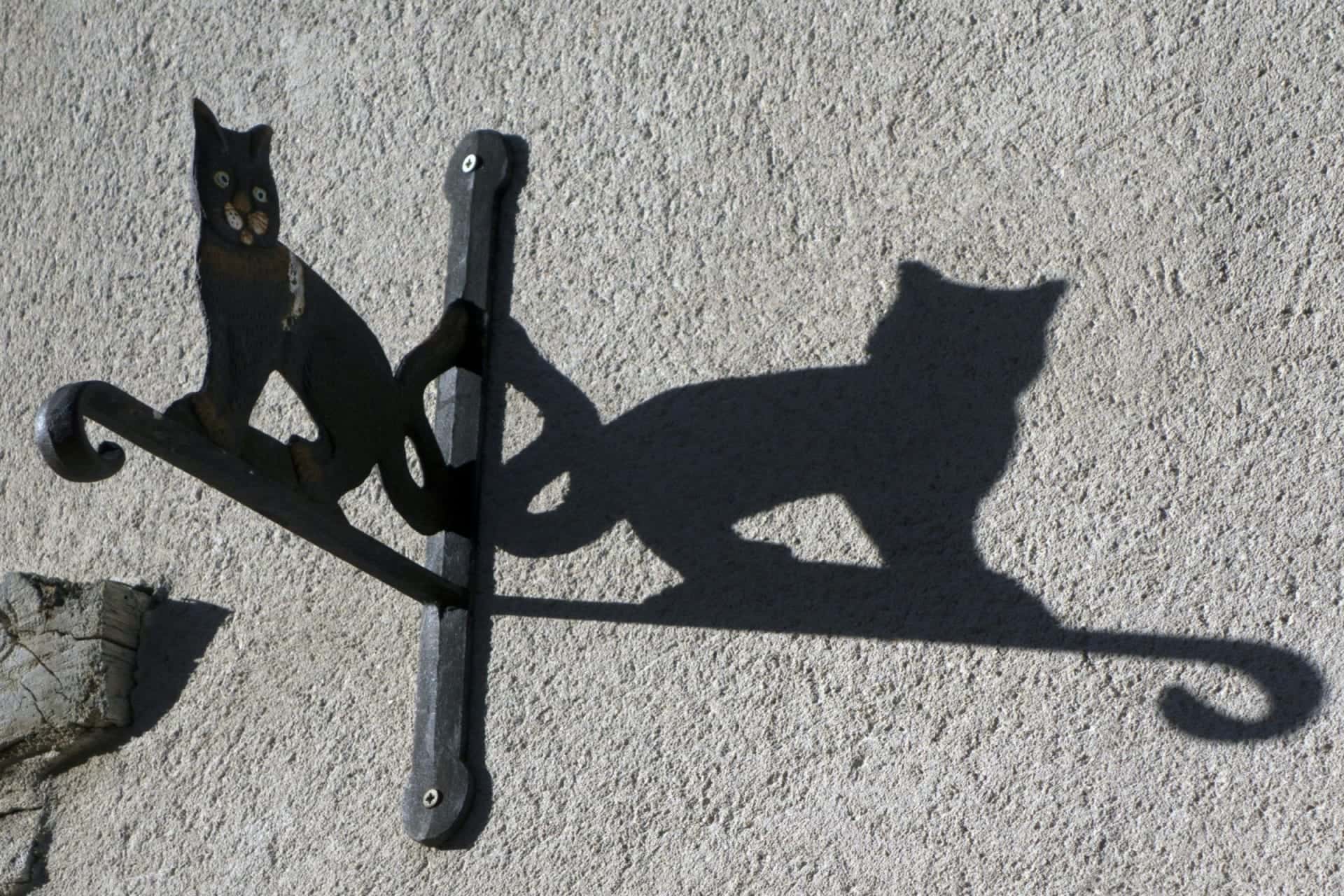 The Secret Power of Black Cats: 9 Myths That Turned Out to Be Mostly True