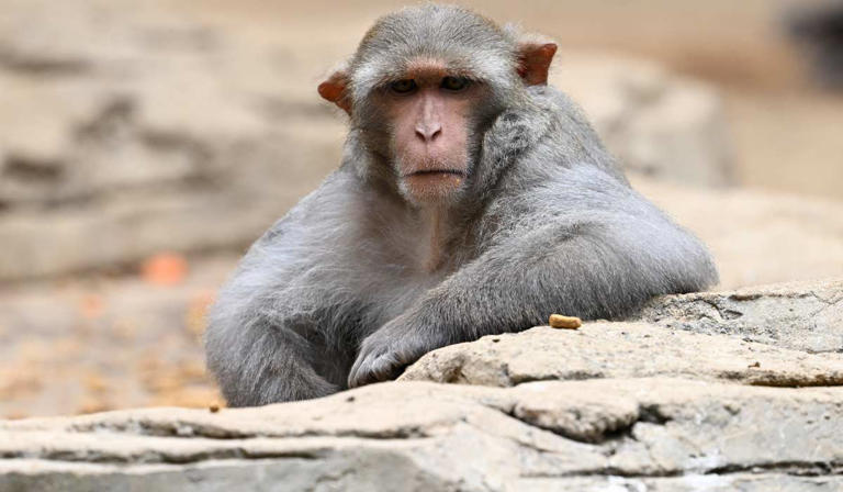 Lab monkeys ‘infected with COVID-19 and herpes’ on loose after lorry ...