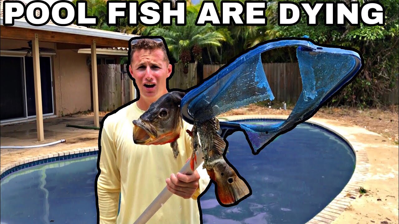 Rescue Mission for Dying Fish in an Abandoned Pool