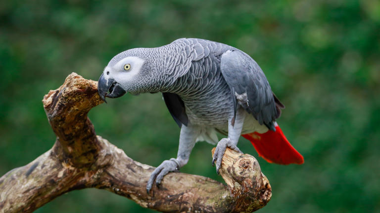 Groundbreaking Animal Studies Changing How We See Intelligence