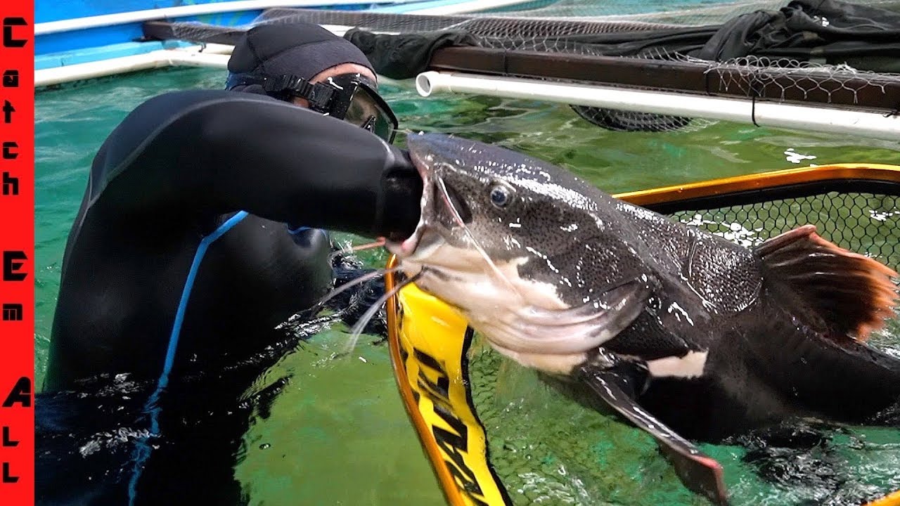 Cutting Open a 5ft Catfish - You Won’t Believe What’s Inside