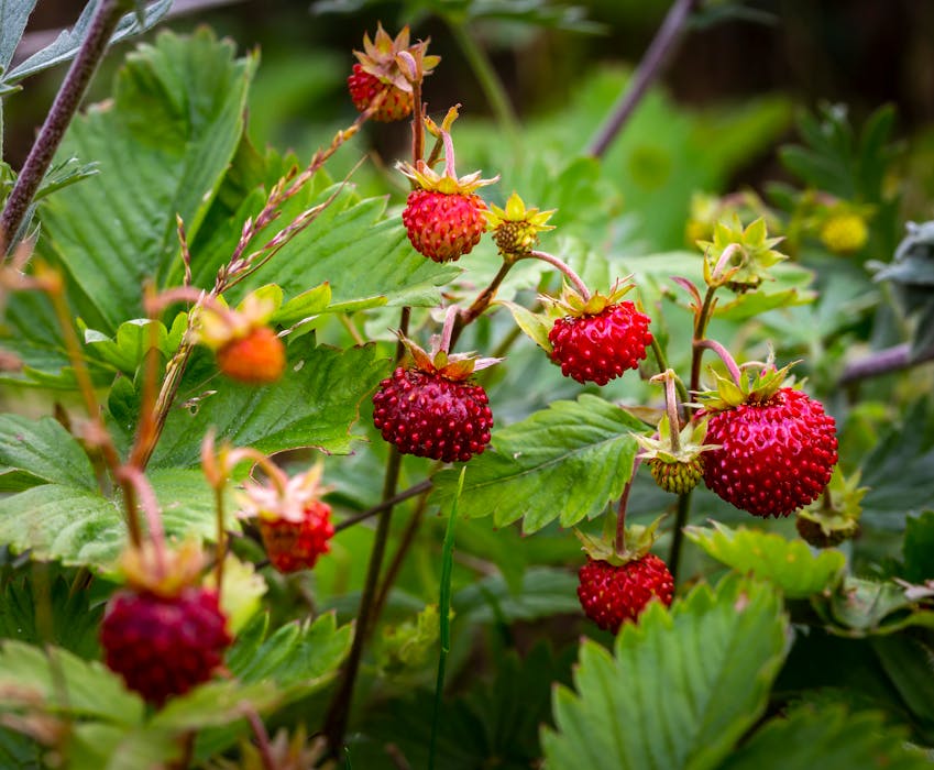 10 Wild Foods That Taste Better Than Store-Bought Versions