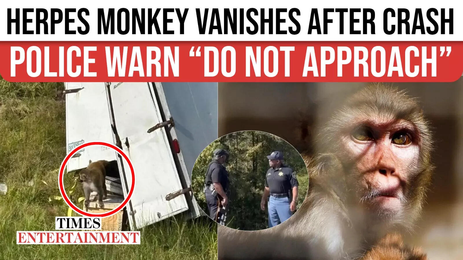 Panic In Mississippi As Herpes-Infected Monkey Escapes Crash Scene And Evades Massive Police Hunt