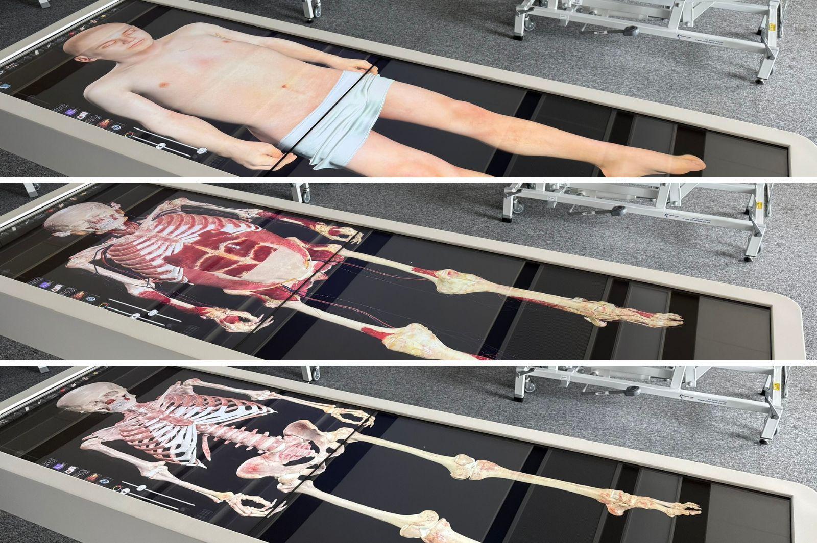 Dissecting good learning: A new 3D teaching tool for University of ...