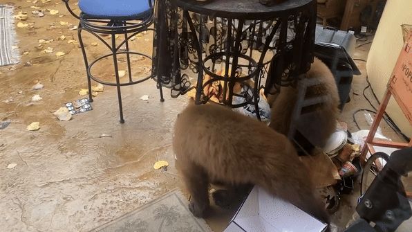 Baby Bears Hit the Jackpot With Halloween Party Leftovers