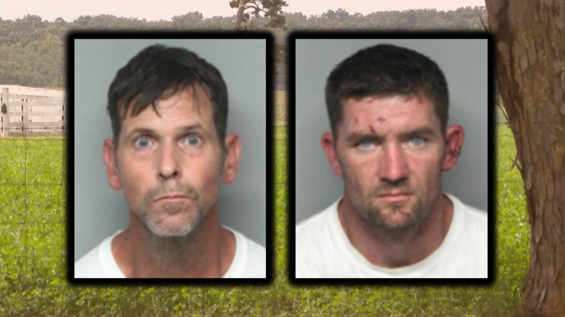 Cows stolen from North Carolina farm, sold under fake name, warrants say