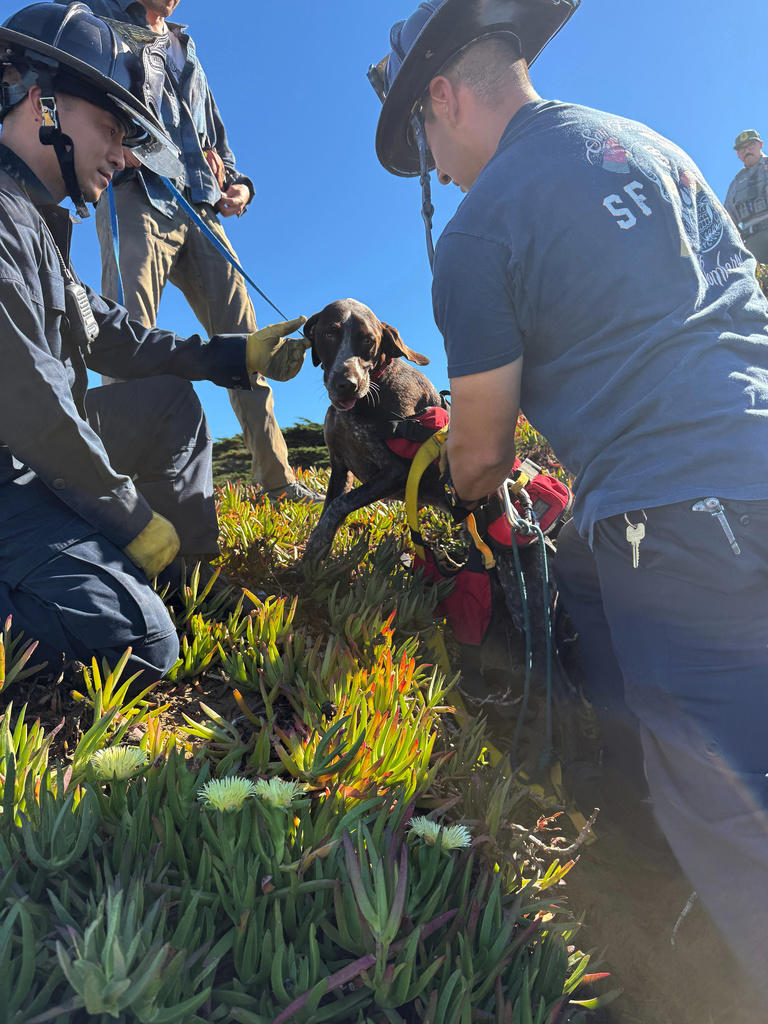 A San Francisco dog wags its tail and kisses rescuers after it's ...