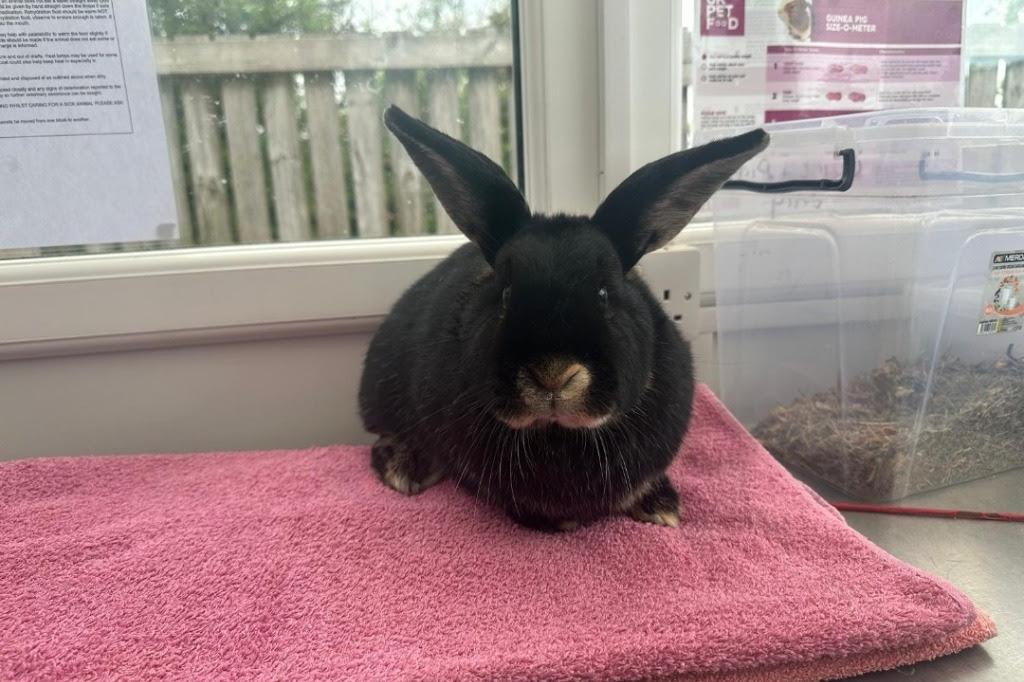 Wanted: Homes for two overlooked rabbit sister duos this Adoptober from ...