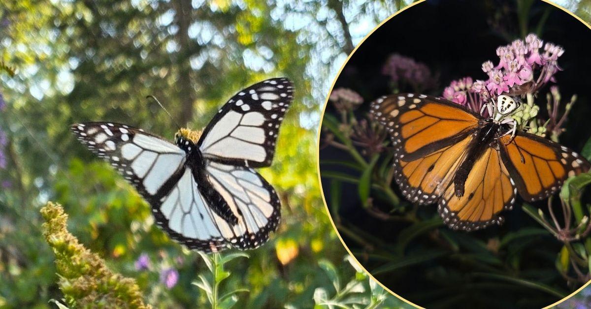 Why This Rare White Monarch Butterfly Sighting Is Getting Scientists to ...