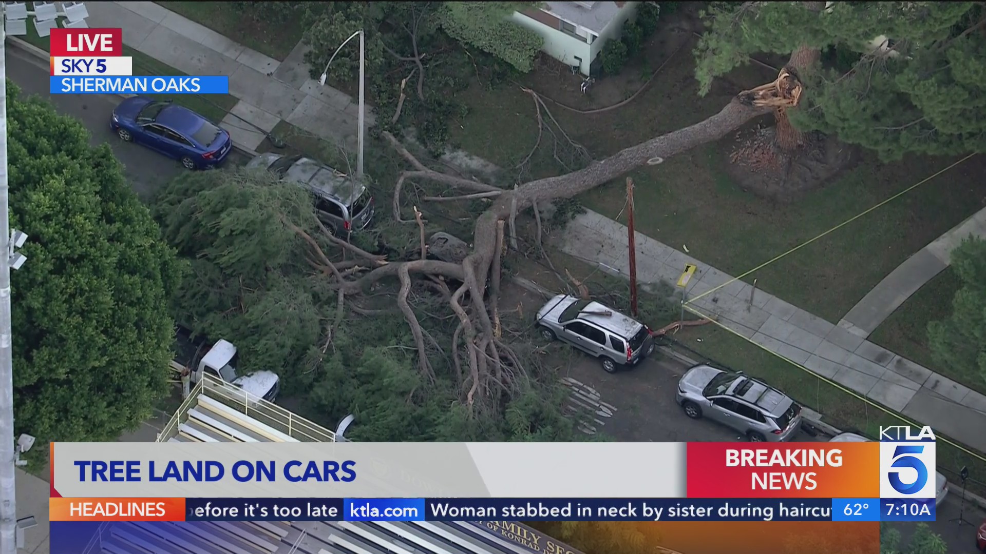 Early morning tree collapse damages cars in Sherman Oaks