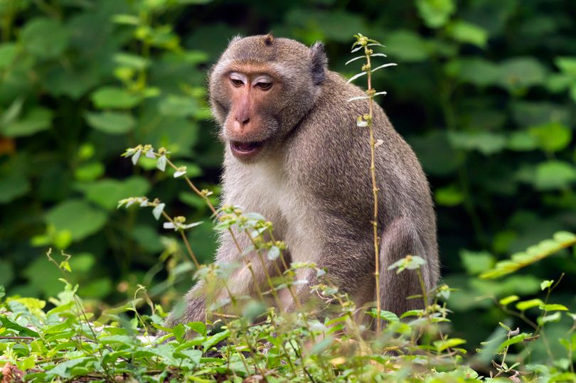 'Aggressive monkey' riddled with COVID and herpes on the loose as truck ...