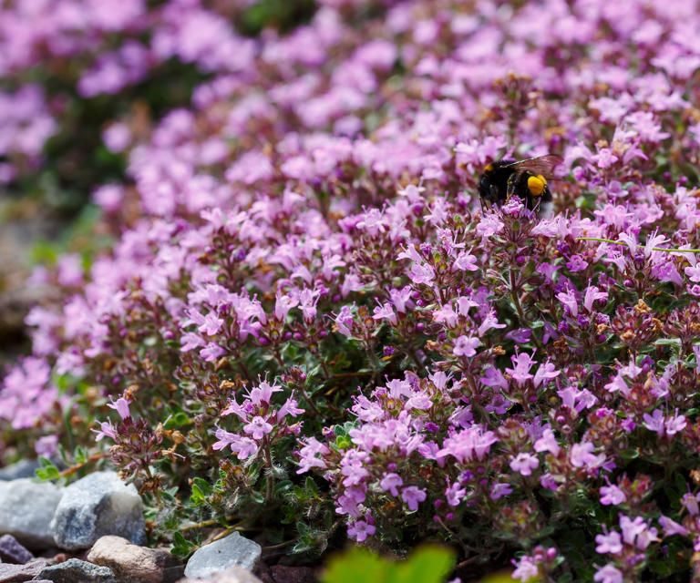 6 tiny fast-growing perennial flowers that cover bare soil and fill ...