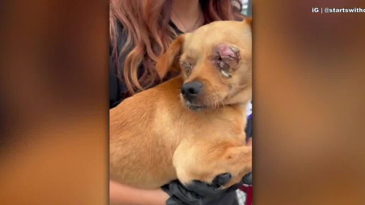 Veterinarian shocked to find rescue dog's eyes, private parts 'glued ...