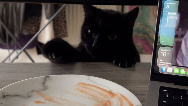 Mischievous Cat Tries to Steal Plate From Owner