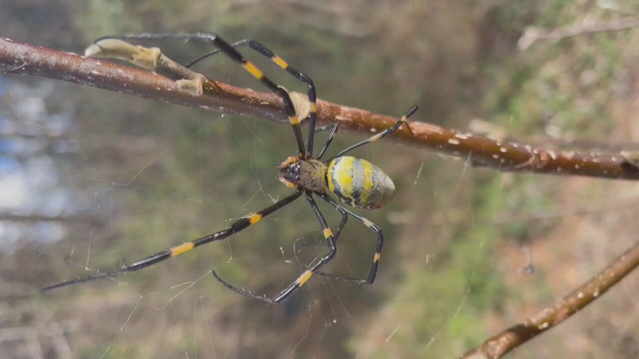 Study finds Joro spider’s bite comparable to a mosquito bite