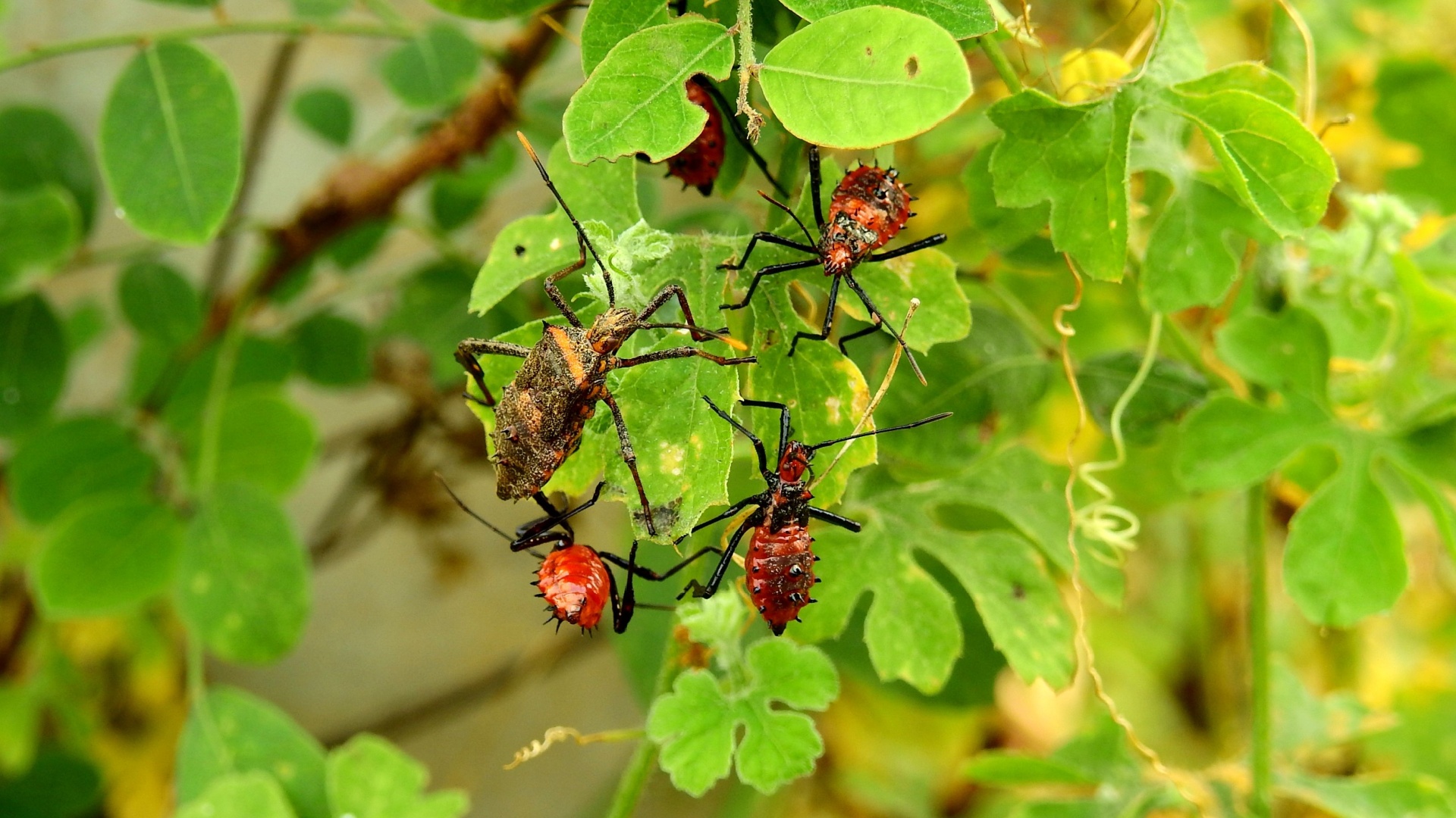 Fatal ‘Kissing Bug’ Disease Confirmed In 32 States