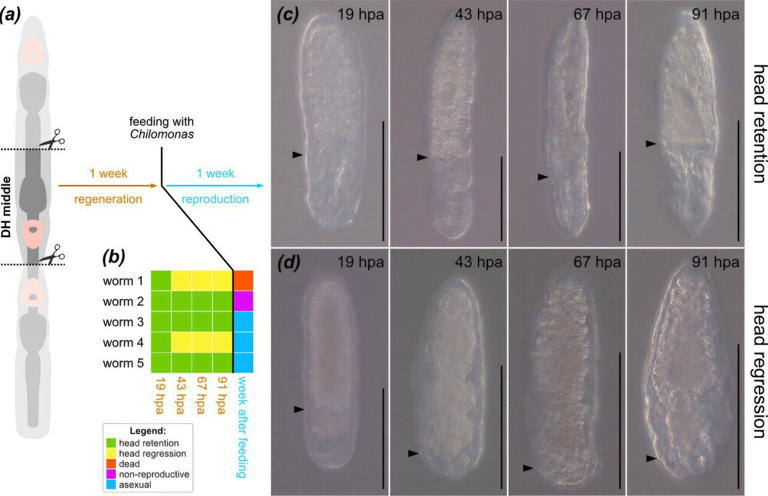In accidental discovery, scientists find flatworm can grow two heads ...