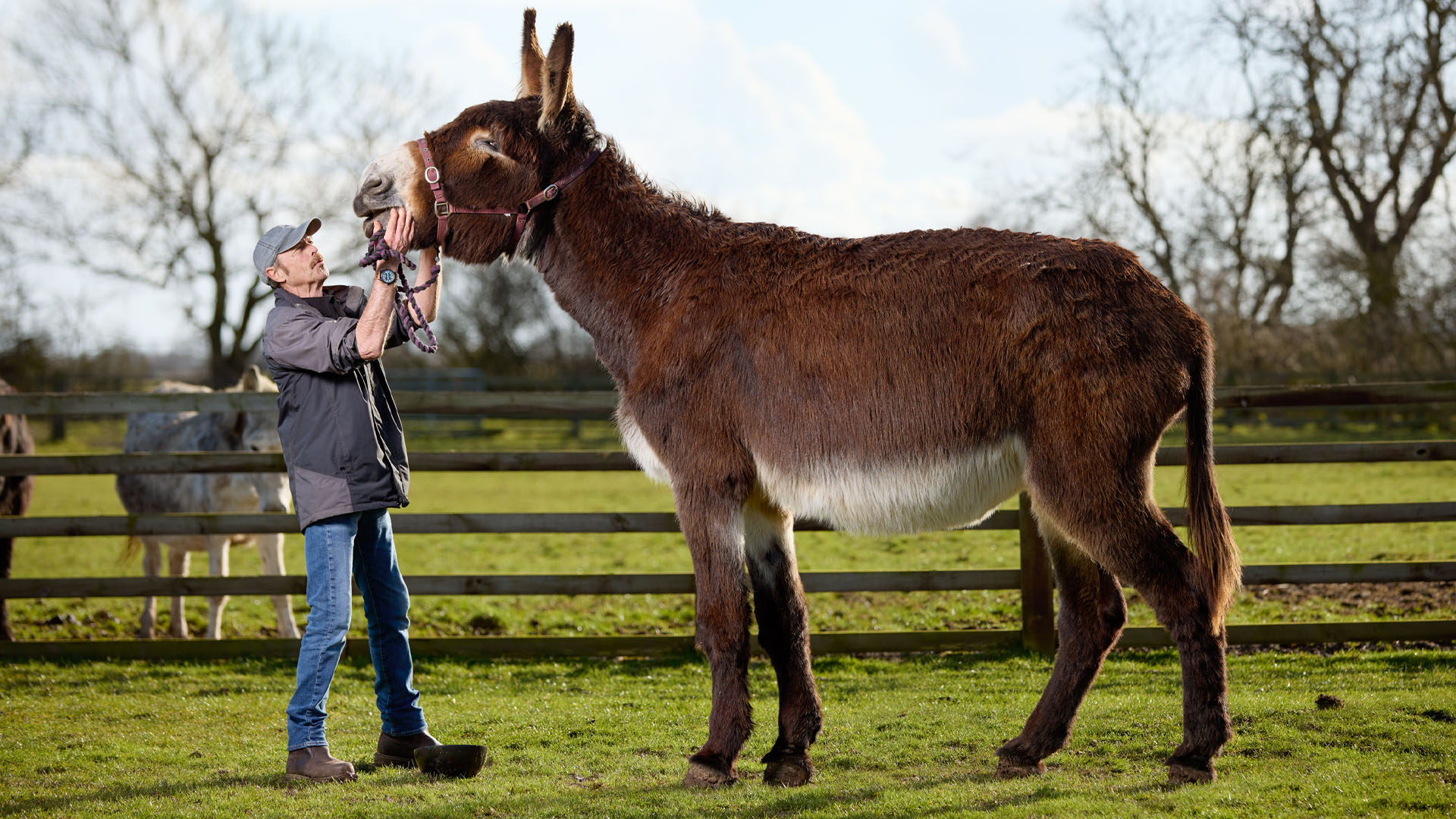 Meet Derrick and Bambou, the record-breaking donkeys bringing joy to ...