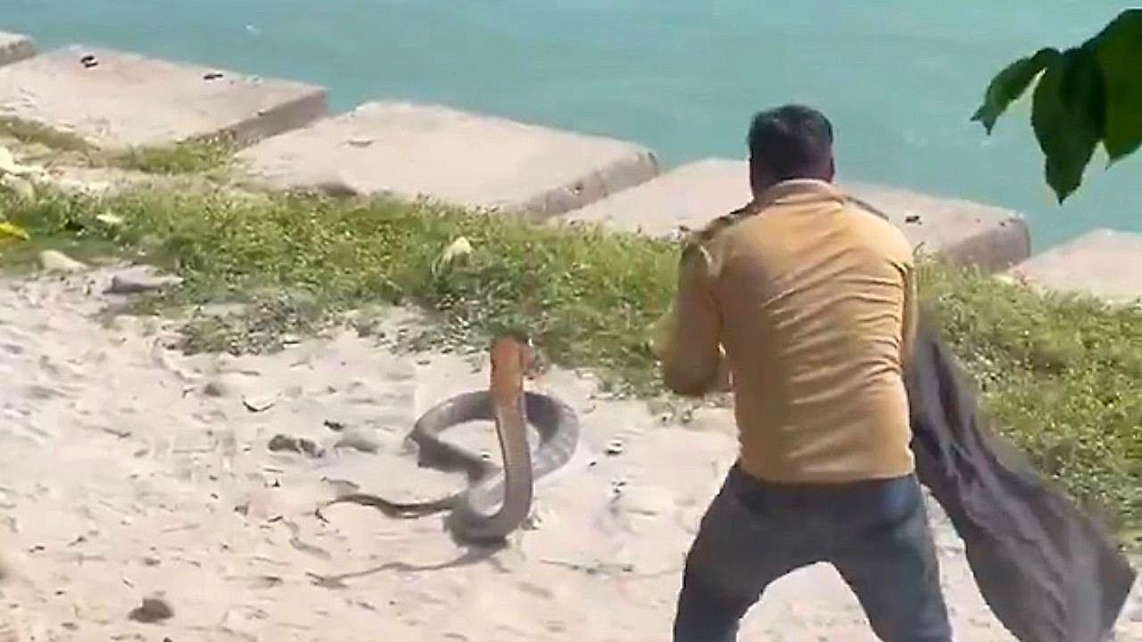 Capture spectaculaire d'un énorme cobra royal en Inde