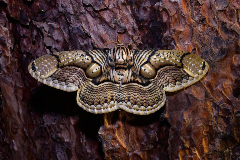 Masters of Mimicry: Moths That Perfect the Art of Disguise