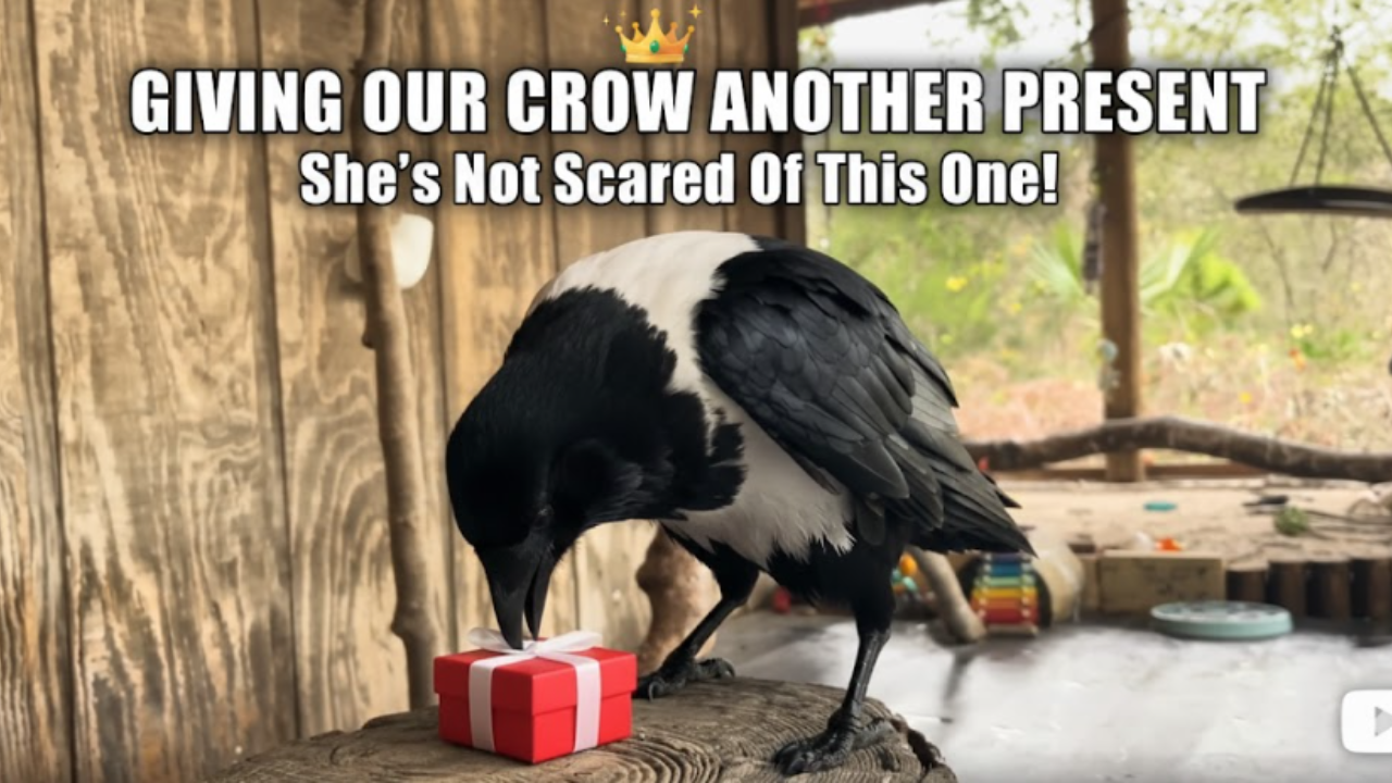 Our Crow’s Reaction to Another Present She’s Brave & Curious!