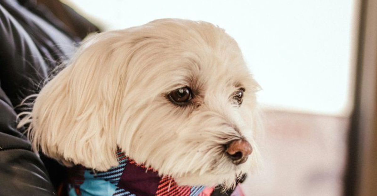 28 Miniature Dog Breeds That Bring Love and Companionship into Every Home
