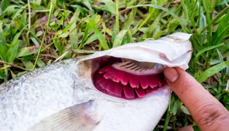 Can Fish Drown in Water? The Answer Isn’t Just Complicated—It’s ...