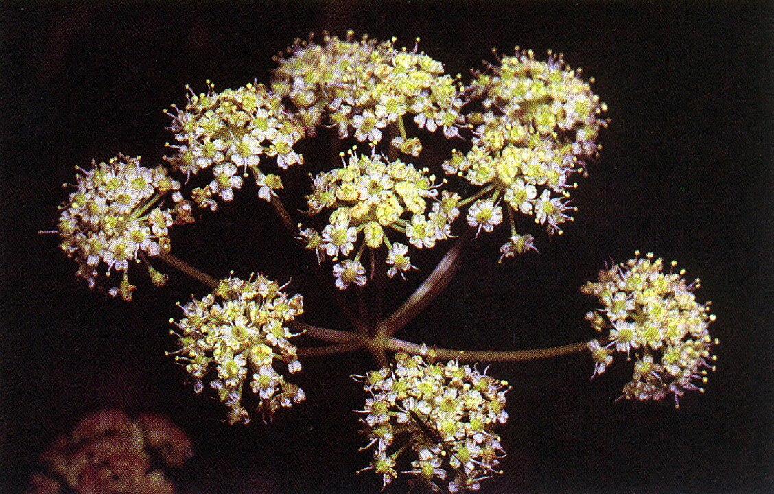 6 Wild Plants That Seem Edible But Are Actually Toxic