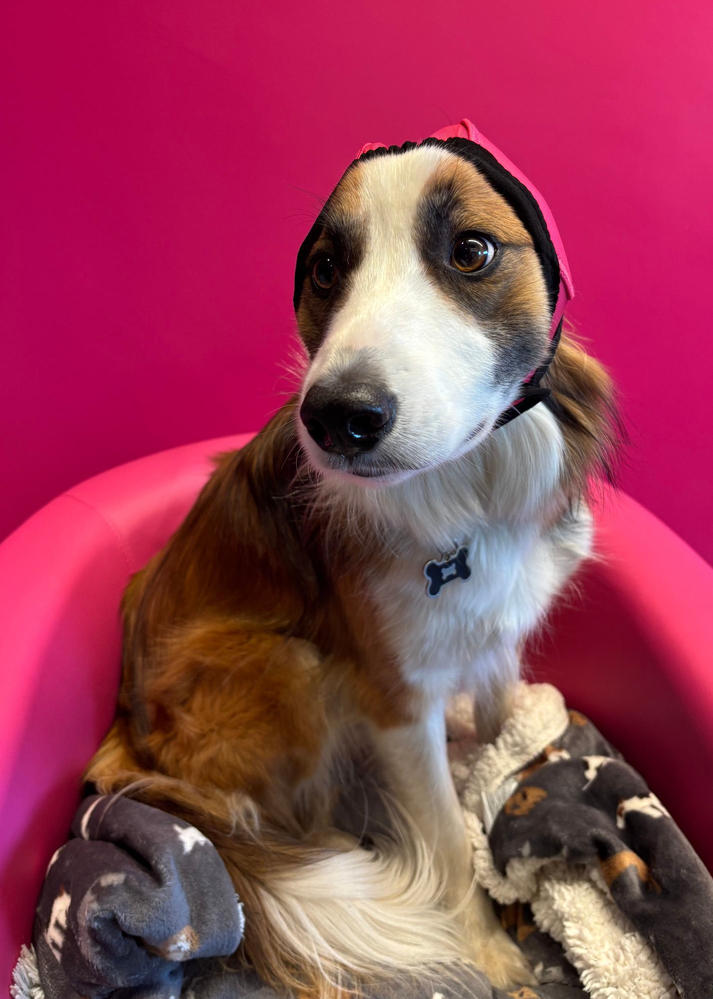 Fireworks don't have to fill pets with fear