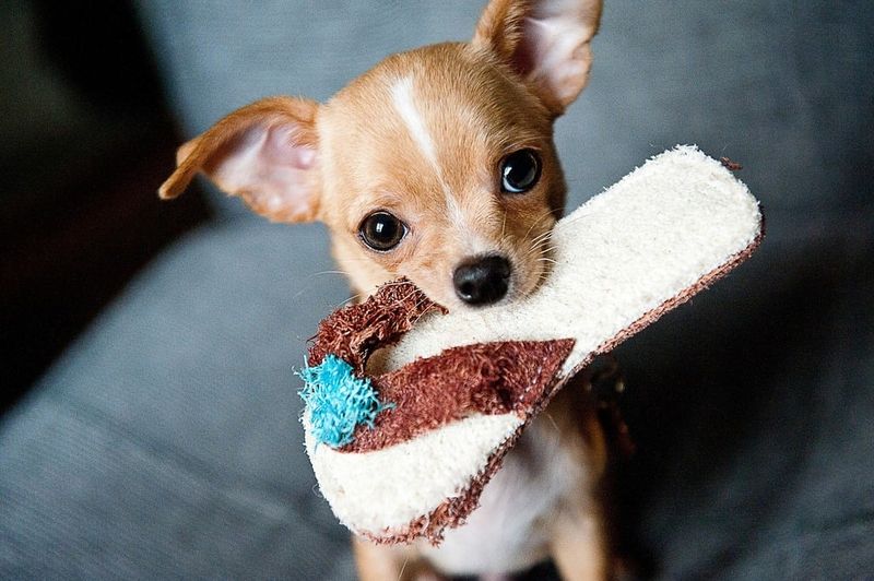 28 Miniature Dog Breeds That Bring Love and Companionship into Every Home