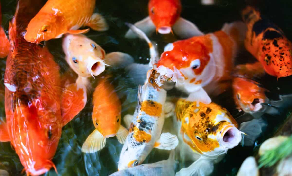 Can Fish Drown in Water? The Answer Isn’t Just Complicated—It’s ...