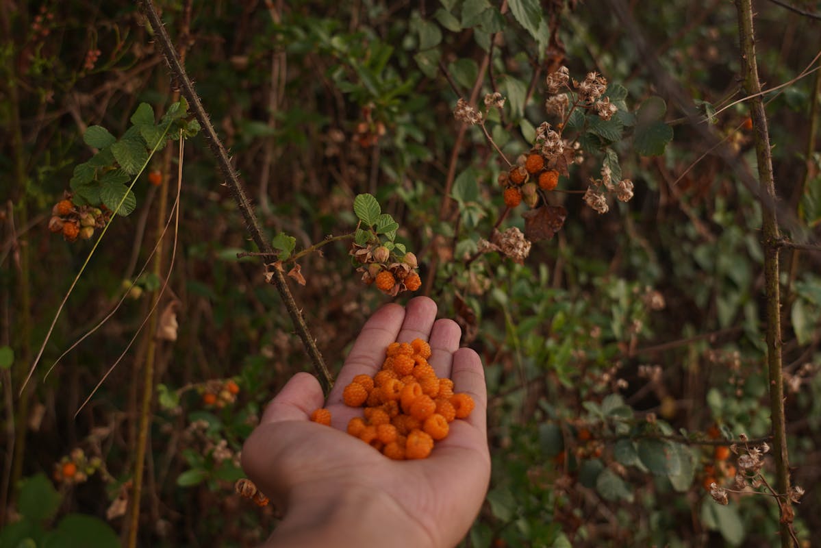 10 Wild Foods That Taste Better Than Store-Bought Versions