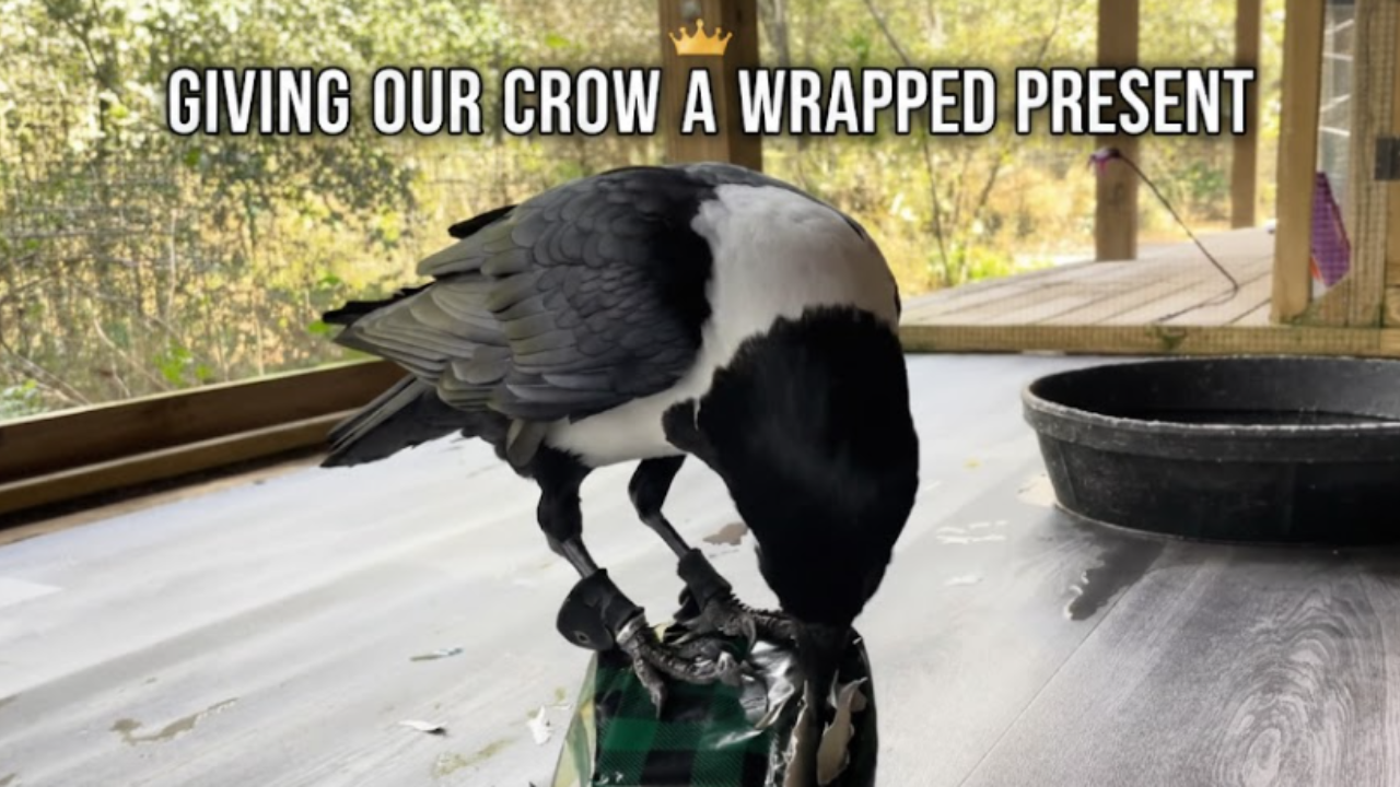 Wrapped Surprise for Our Smart Crow | The Cutest and Most Curious Reaction