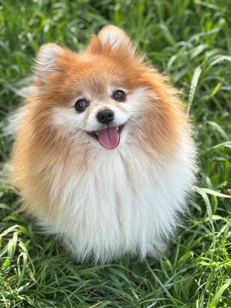 28 Miniature Dog Breeds That Bring Love and Companionship into Every Home