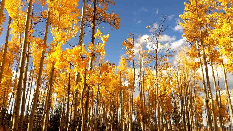 This forgotten tree is quietly rewilding Scotland