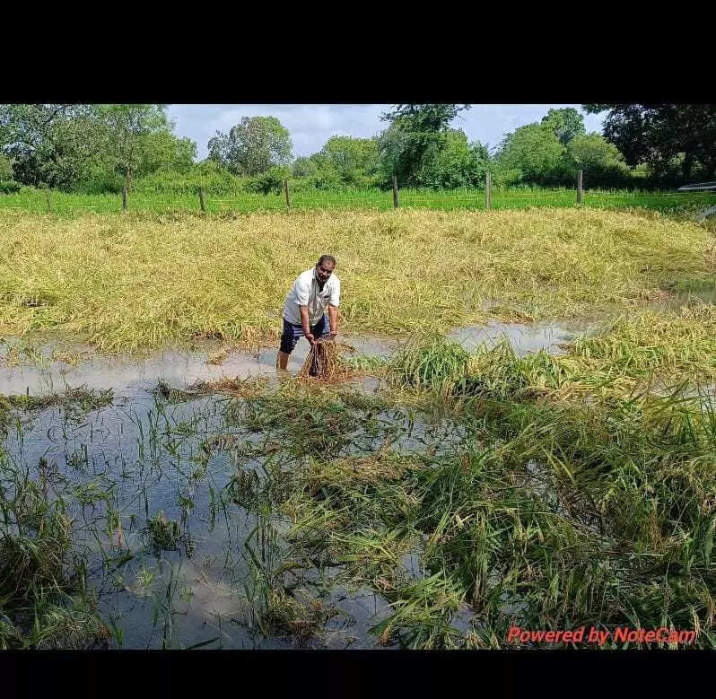 Cyclone Montha causes concern among farmers in Ganjam and Gajapati ...