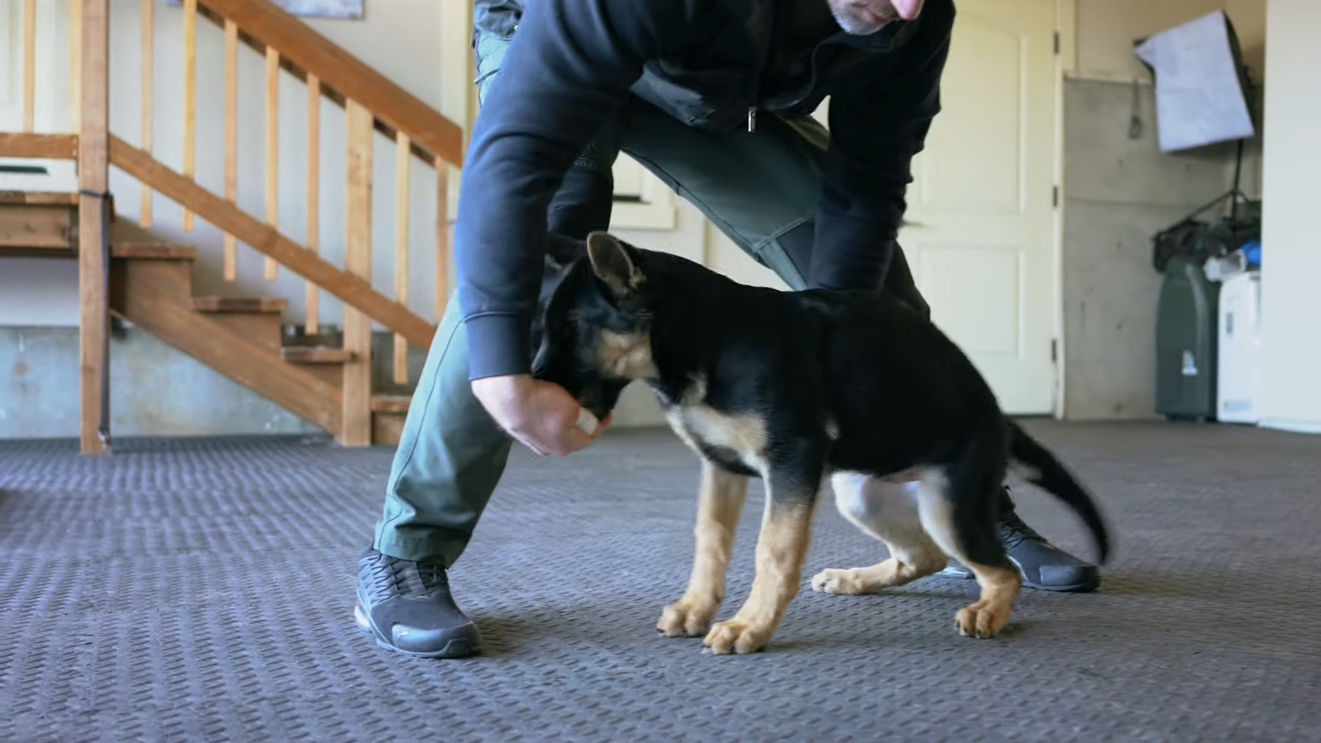 How to Train Your Dog Like a Pro in Under 8 Minutes