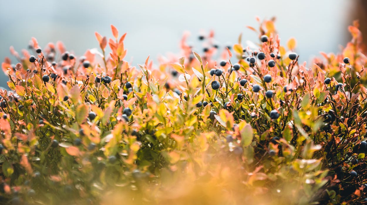6 Wild Plants That Seem Edible But Are Actually Toxic