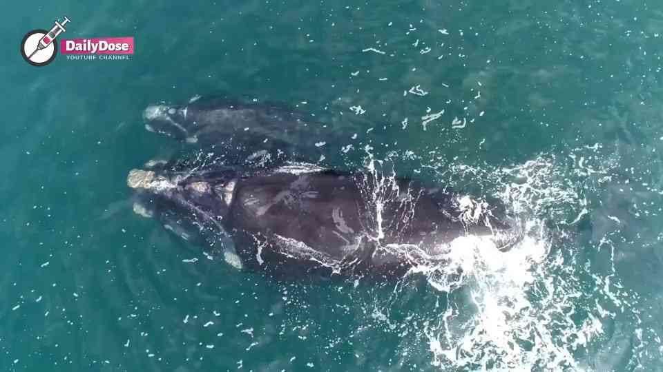 Giant Whale “Attacks” Woman – Later She Realizes It Was Saving Her