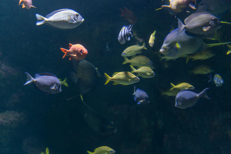Tips For Choosing The Right Fish For Your Tank