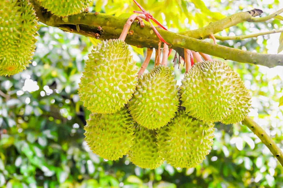 11 Things to know before you try durian, the world’s smelliest fruit