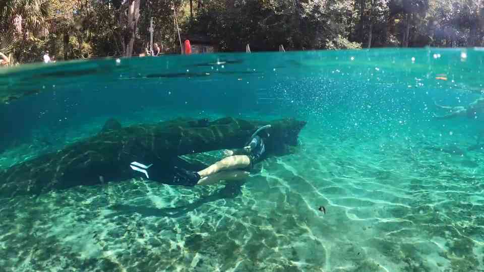 Crystal clear water and huge fish snorkeling adventure