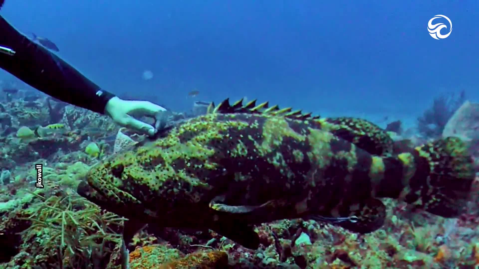 Wild fish approaches diver for a pet