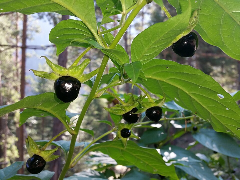 6 Wild Plants That Seem Edible But Are Actually Toxic