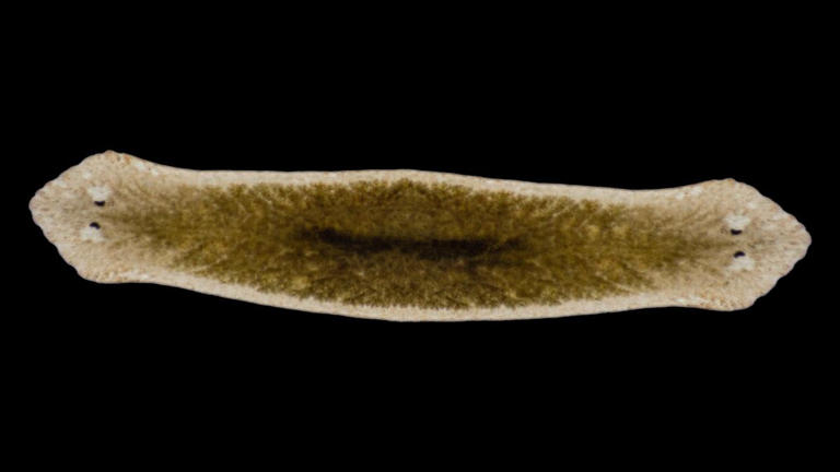 Freaky "Frankenstein" Worms Can Get Reproduction Wrong And End Up With ...
